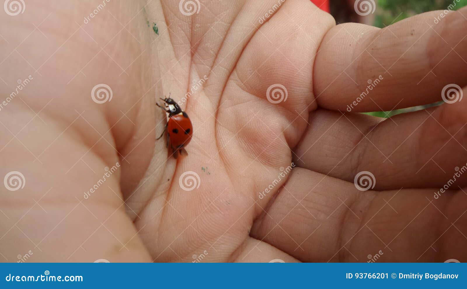 Hand with ladybug inside stock image. Image of hand, inside - 93766201