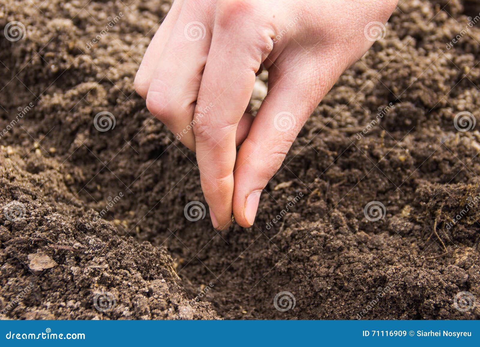 Hand Landing Small Seeds in the Ground Stock Image - Image of ...