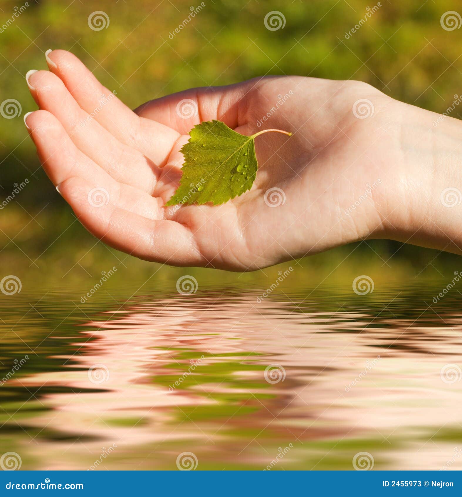 Hand with a leaf stock image. Image of green, alternative - 2455973