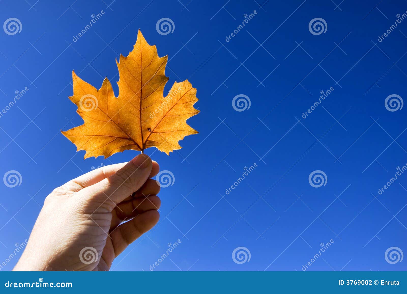 Hand and leaf stock photo. Image of metaphor, still, background - 3769002