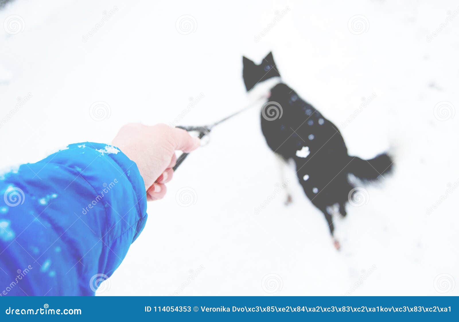 Hand with a Leash and Pulling Dog. Light Blue Sleeve and Black and ...