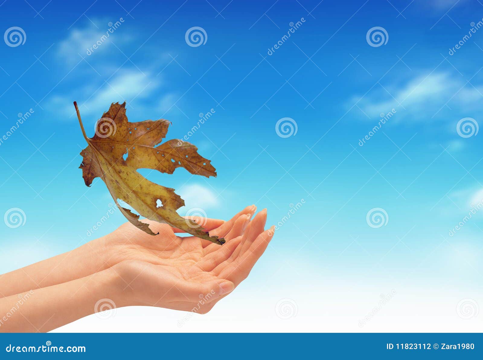 Hand and a leave stock photo. Image of discarded, fall - 11823112