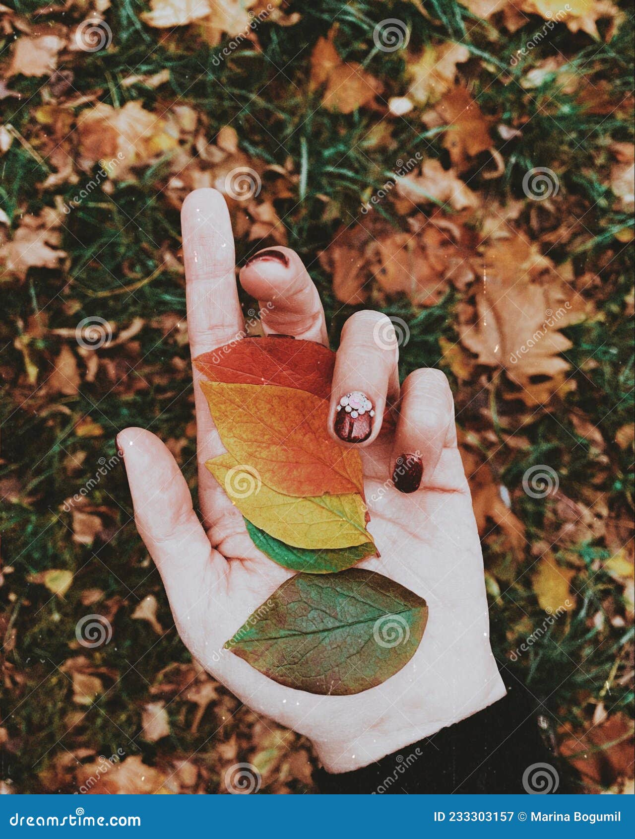Hand with leaves stock image. Image of leaf, finger - 233303157