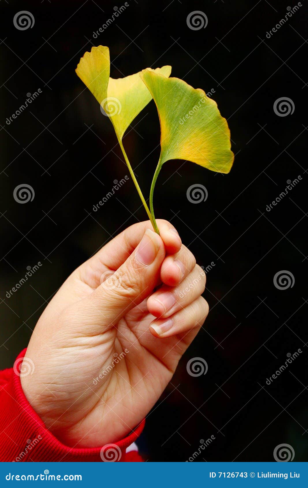 Hand and leaves stock image. Image of conservation, close - 7126743