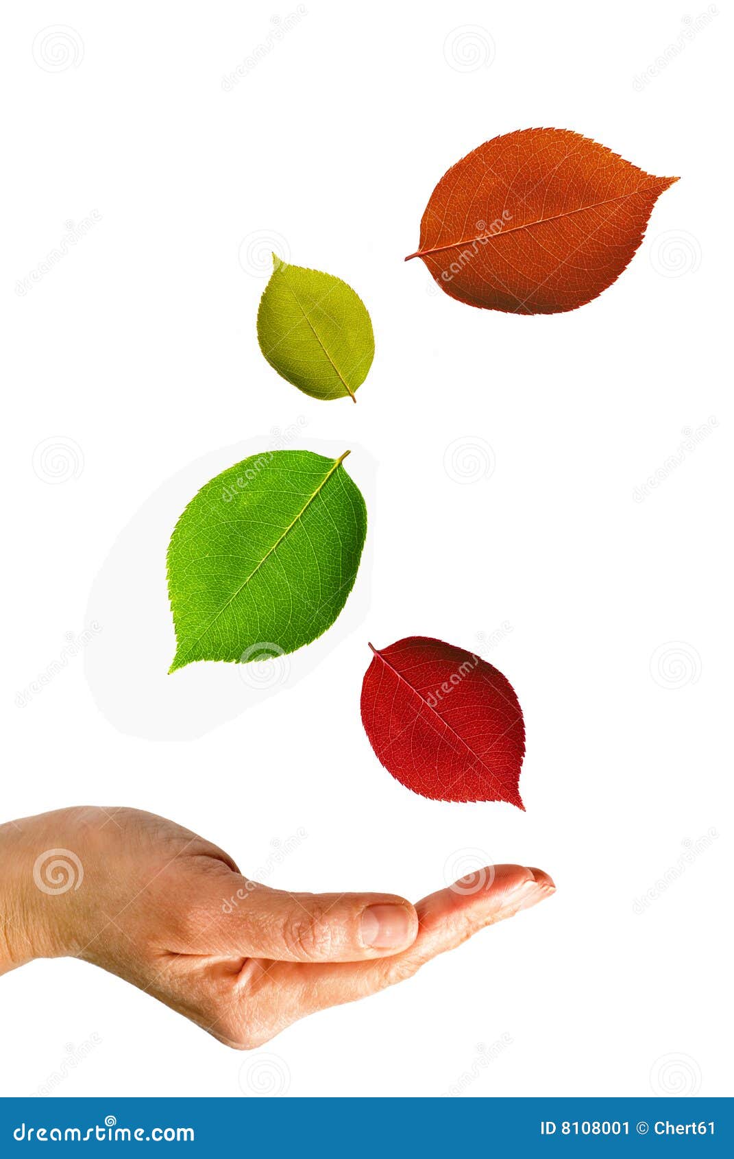 Hand & leaves stock image. Image of freshness, leaf - 8108001