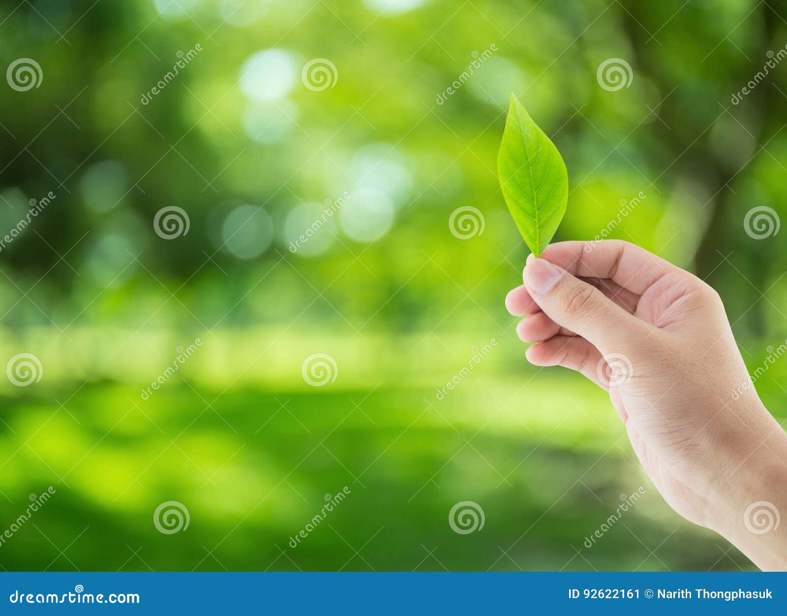 Hand with Leaves on Nature Background. Stock Image - Image of holding ...