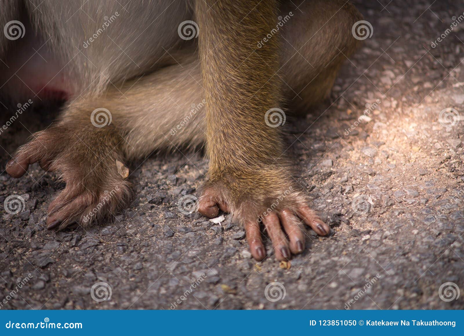 Brown monkey stock photo. Image of phuket, meal, cute - 123851050