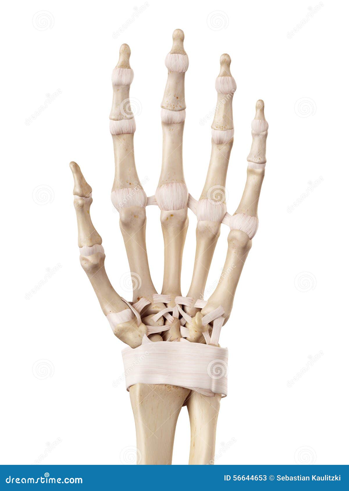 The hand ligaments stock illustration. Illustration of wrist - 56644653