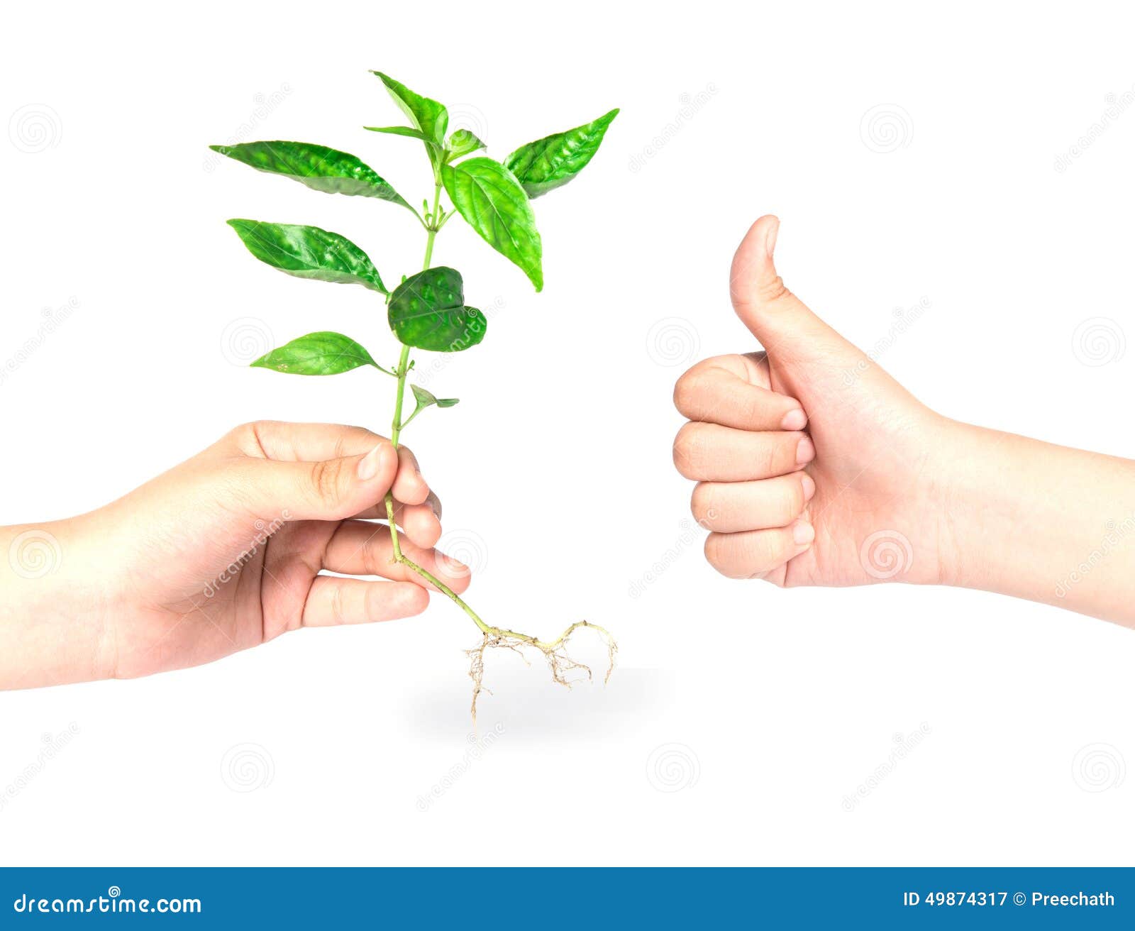 Hand like giving a tree stock image. Image of limb, reforestation ...