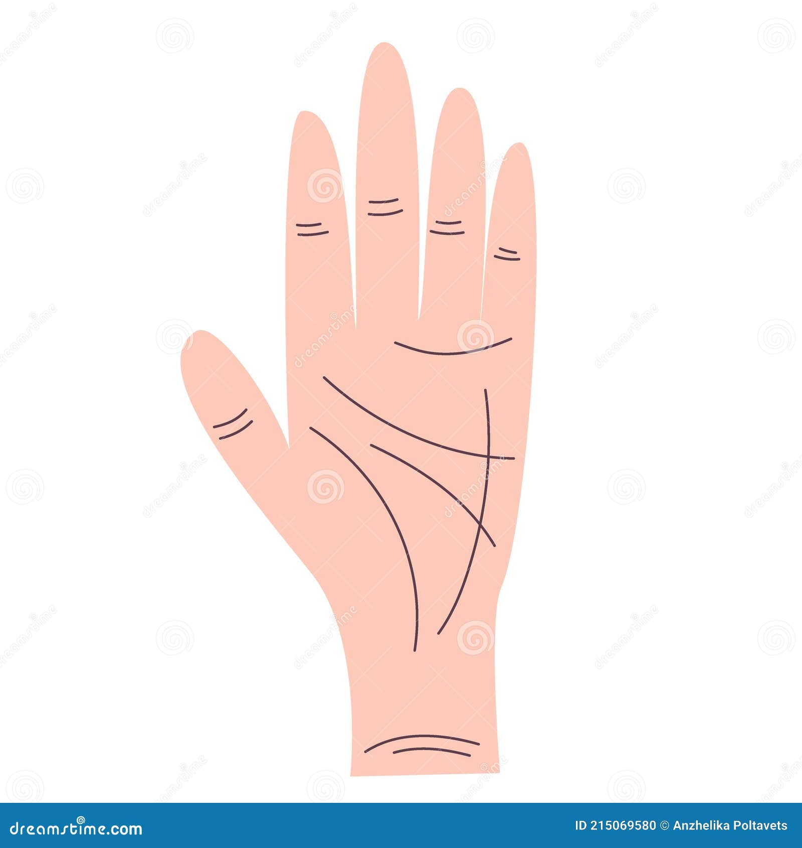 Hand Lines For Palmistry Is Isolated On White Background. Flat ...