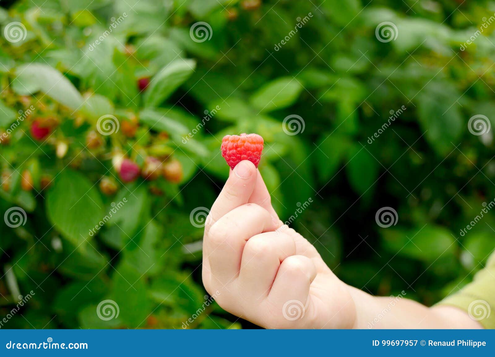 Hand of a Little Boy with a Raspberry Stock Image - Image of nature ...