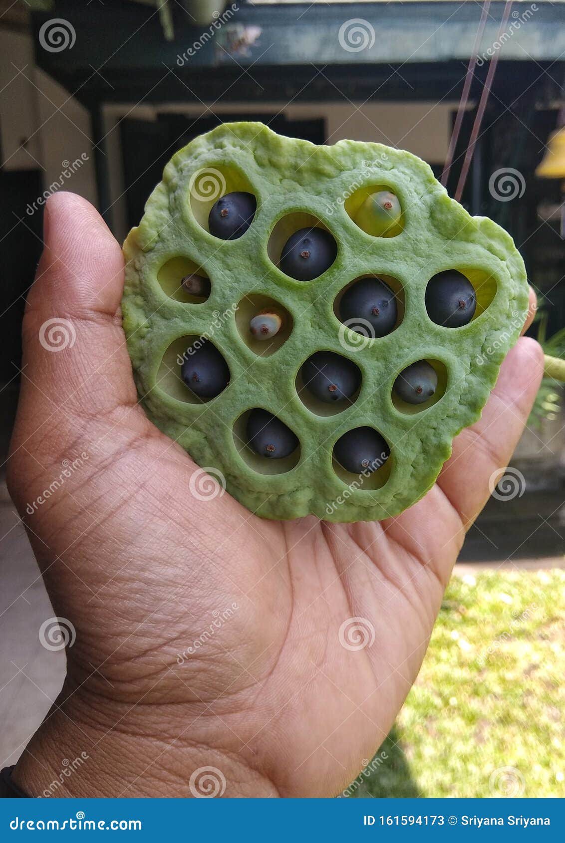 Lotus Pod Hand