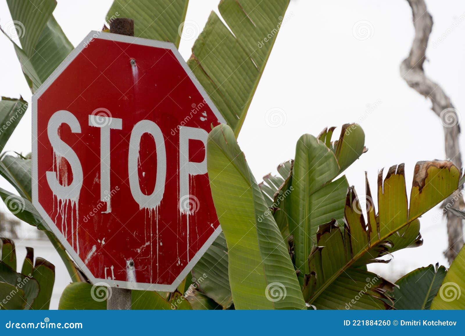 Hand Made Stop Sign Covered by White Paint Spills Stock Photo - Image ...
