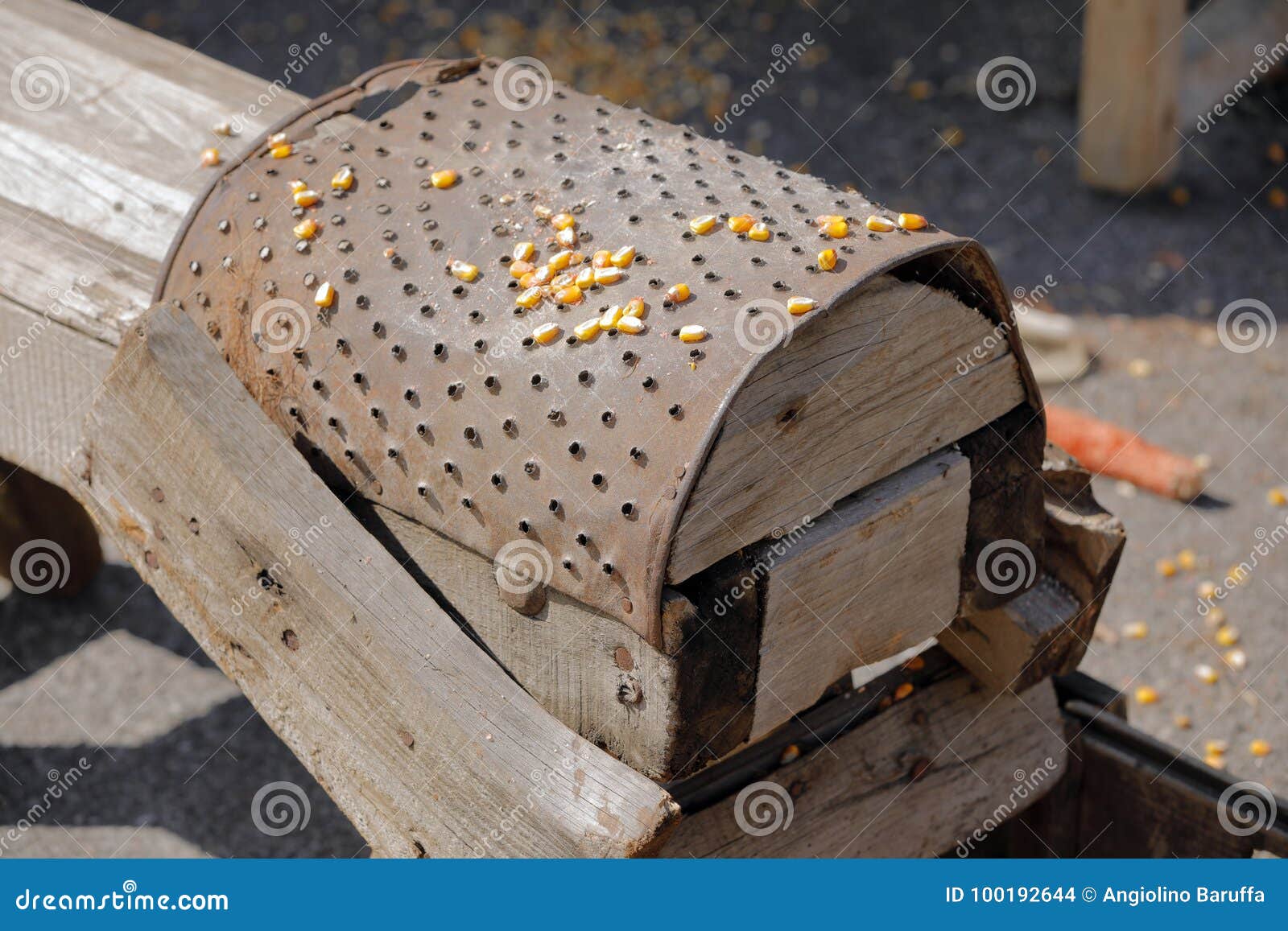 Hand maize processing stock photo. Image of cultivated - 100192644
