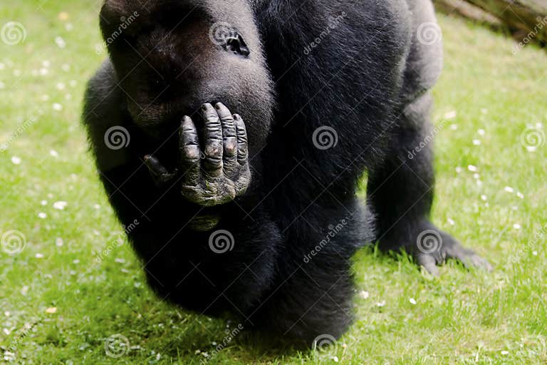 Gorilla Silverback Showing Hand with Fingers, Skin, Nails in Front of ...