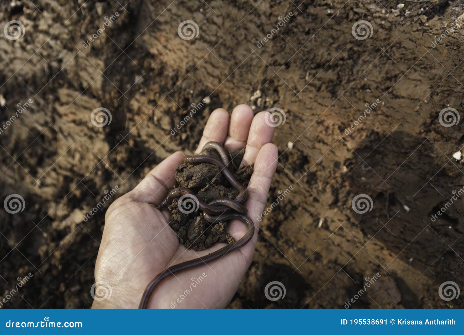 An Earthworm In Hands Of Man. Earthworm And Healthier Soil Royalty-Free ...