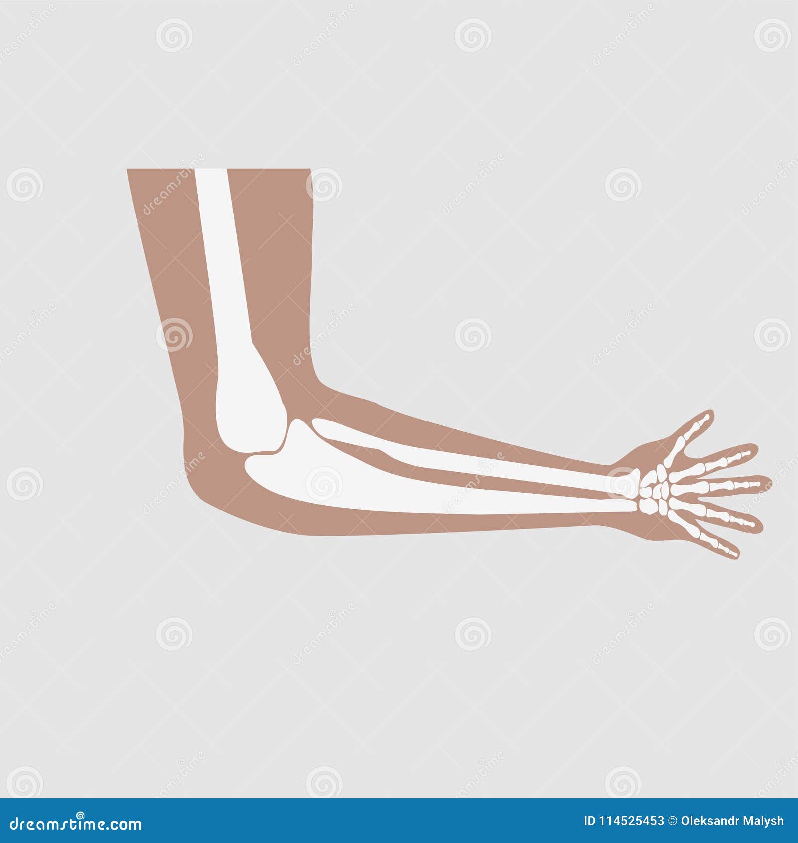 Wrist Joints Stock Photography | CartoonDealer.com #45342638