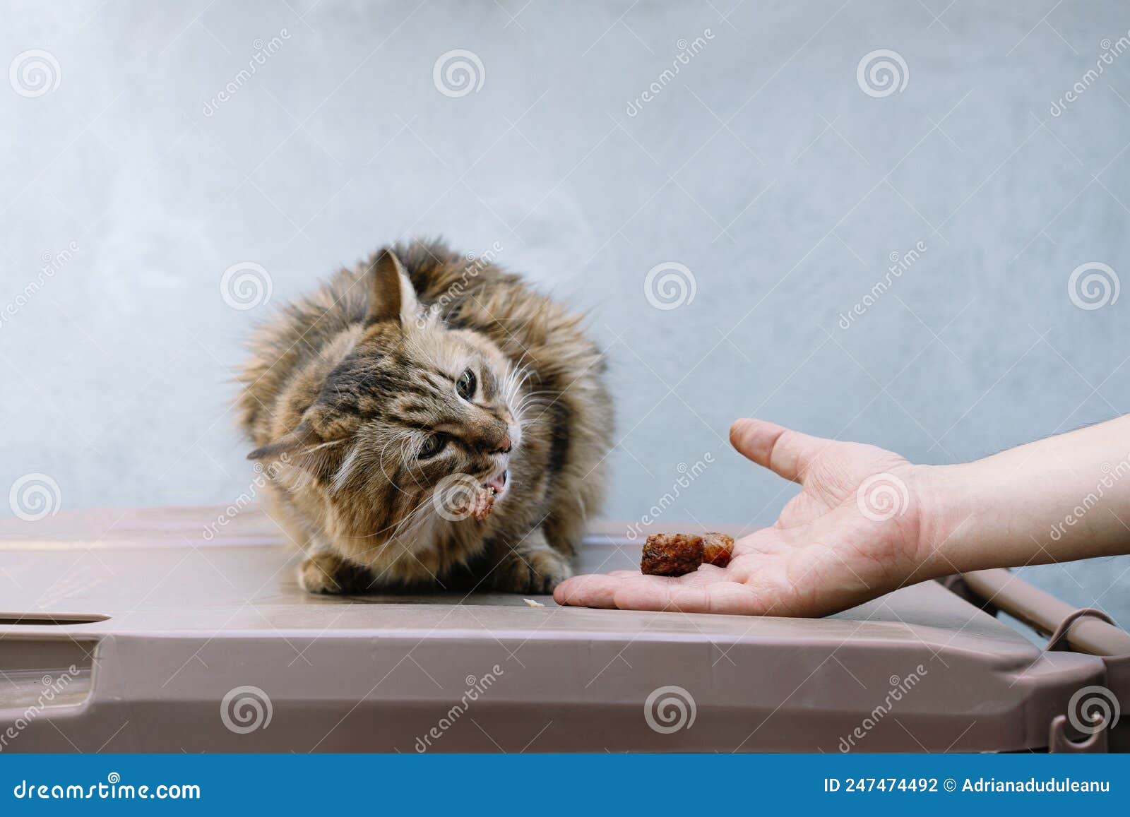 Person feeding cat stock photo. Image of food, care - 247474492