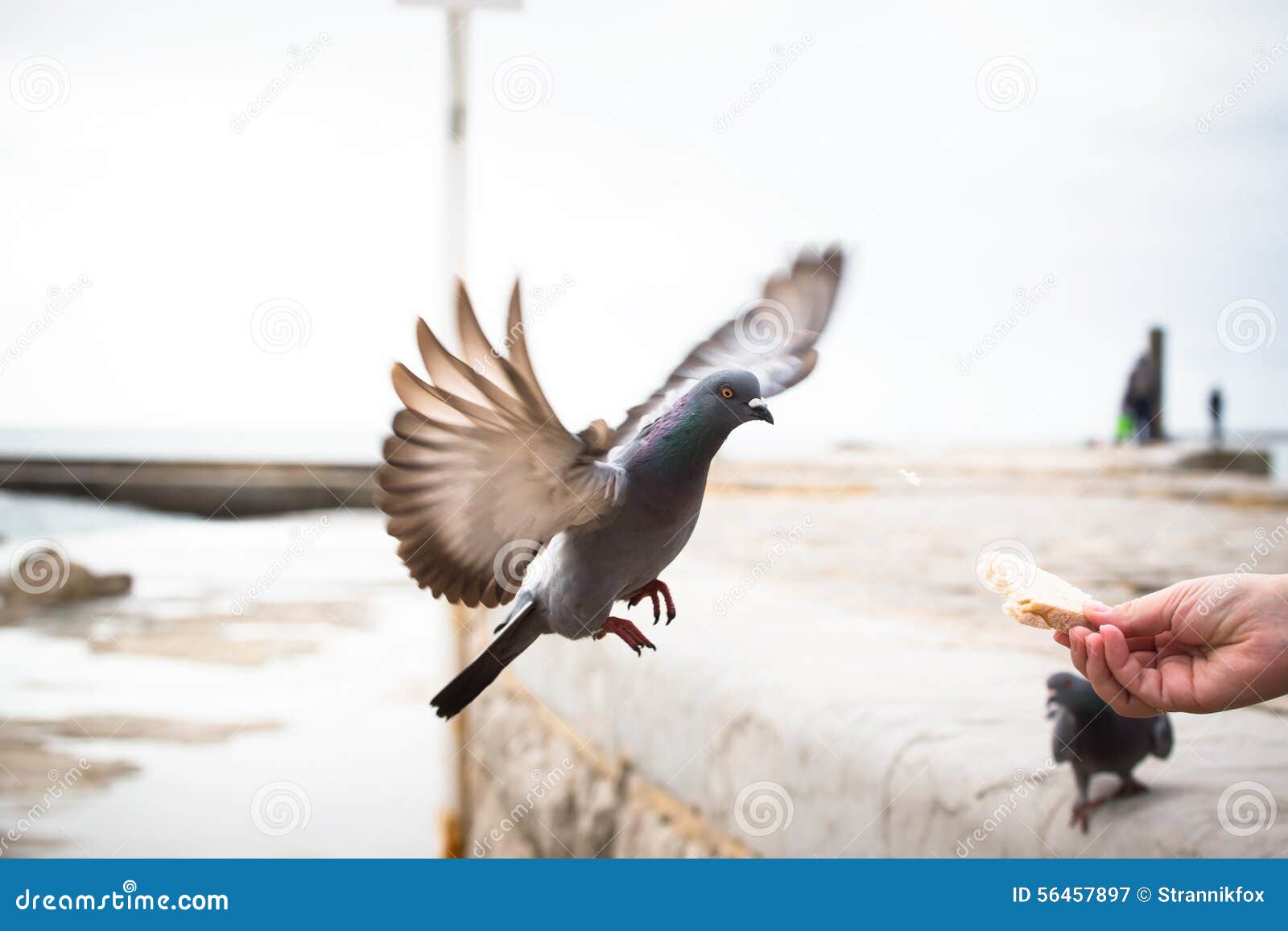 The Hand of Man is Feeding White Bread Pigeon in Flight Stock Image ...