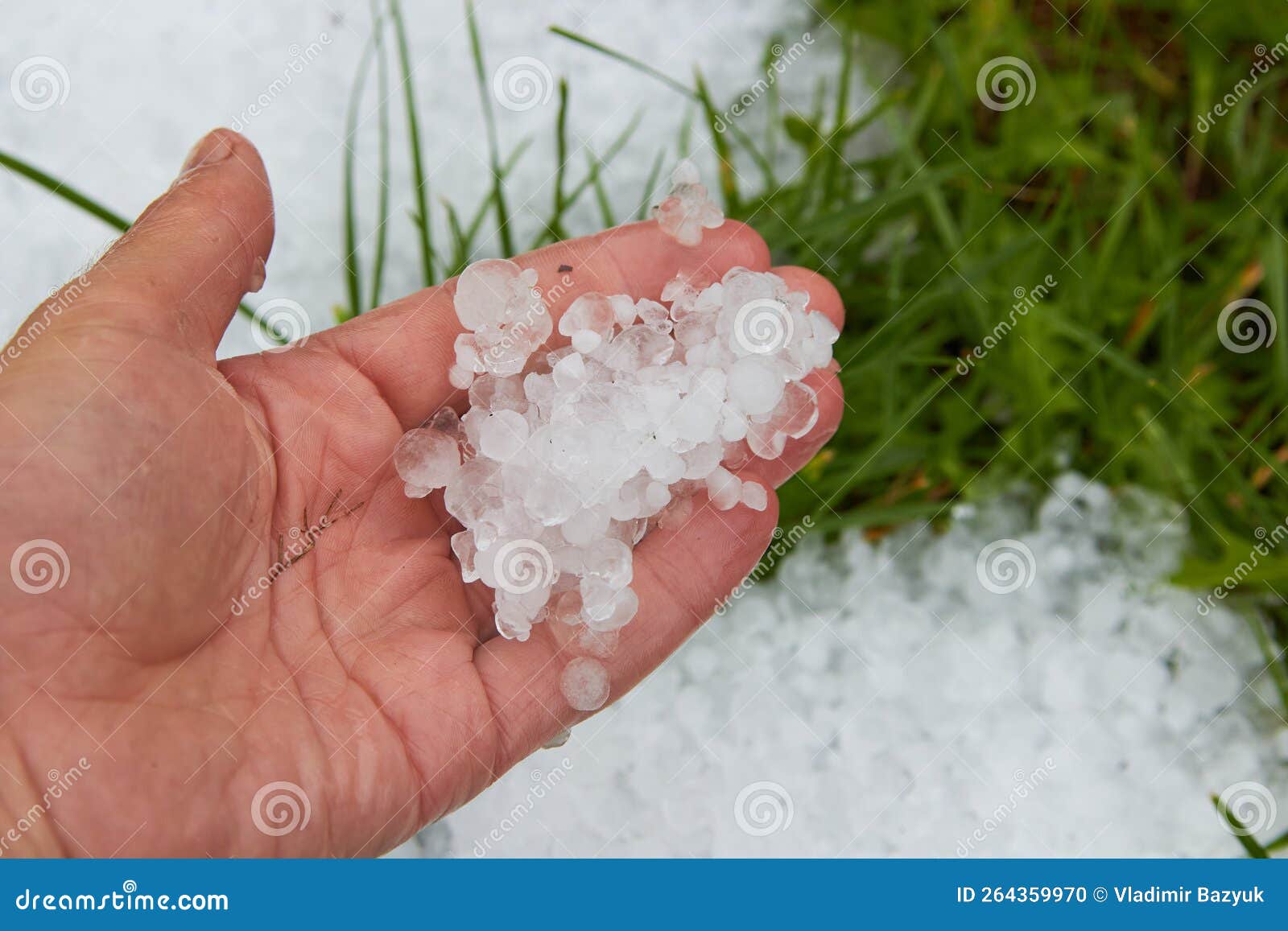 In the Hand of a Man Hail,a Lot of Hail Fell on the Grass in the Summer ...