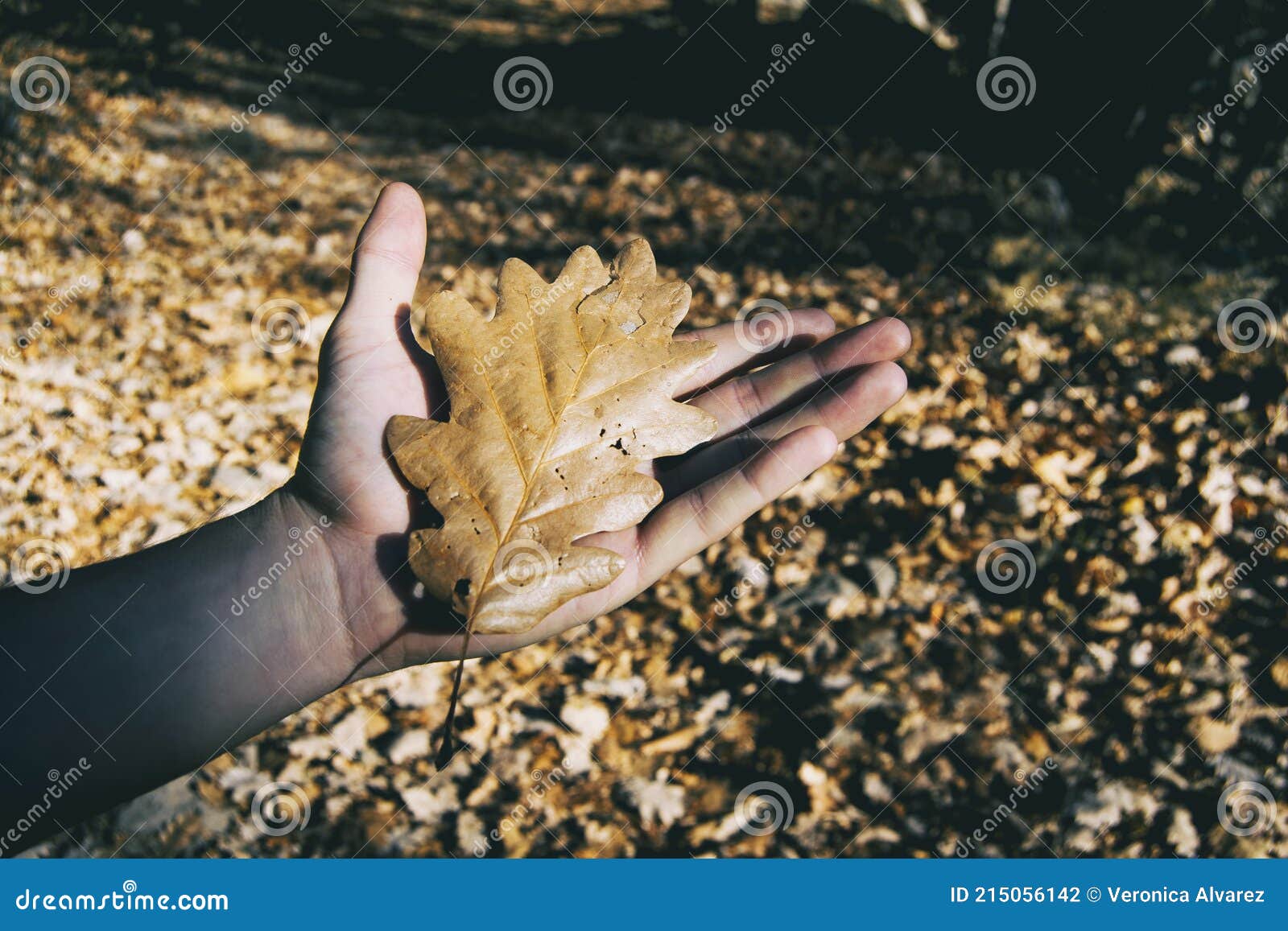 Hand of a Man Holding a Fallen Leaf from a Tree Stock Photo - Image of ...