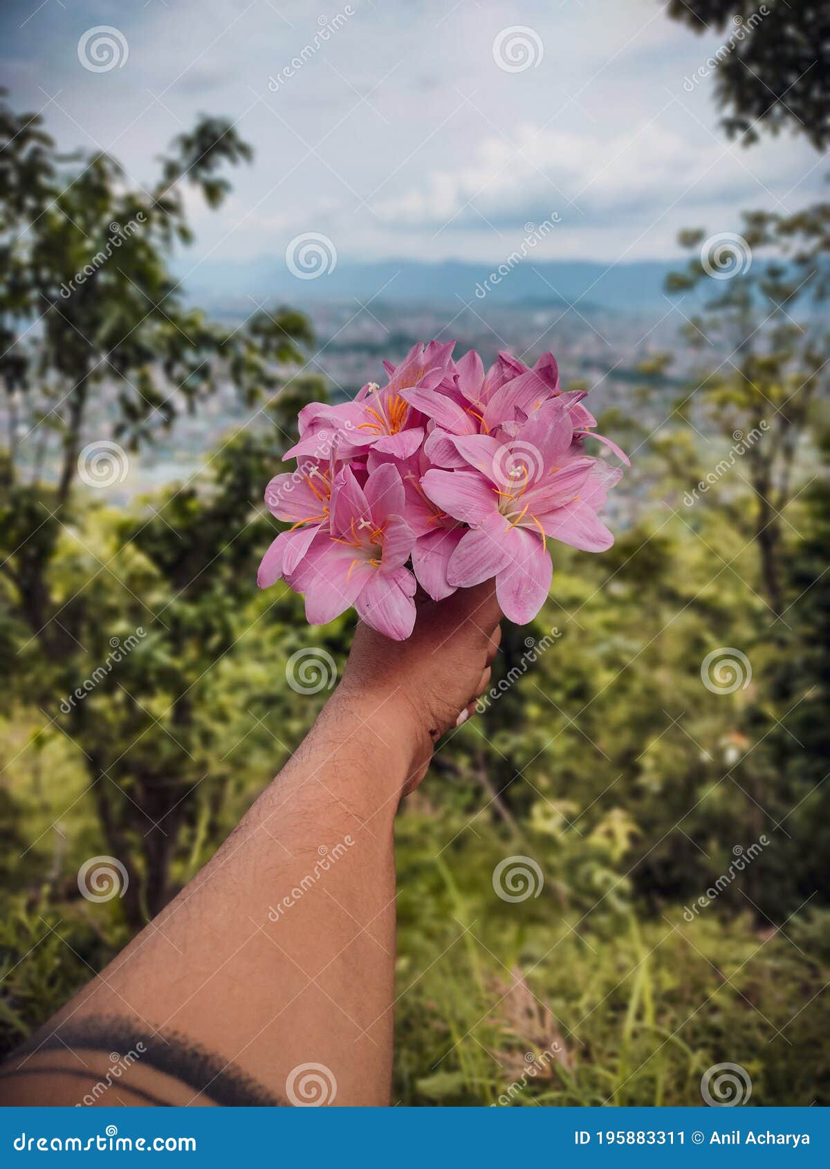 Hand of a Man Holding Flowers. Stock Image - Image of forest, hand ...