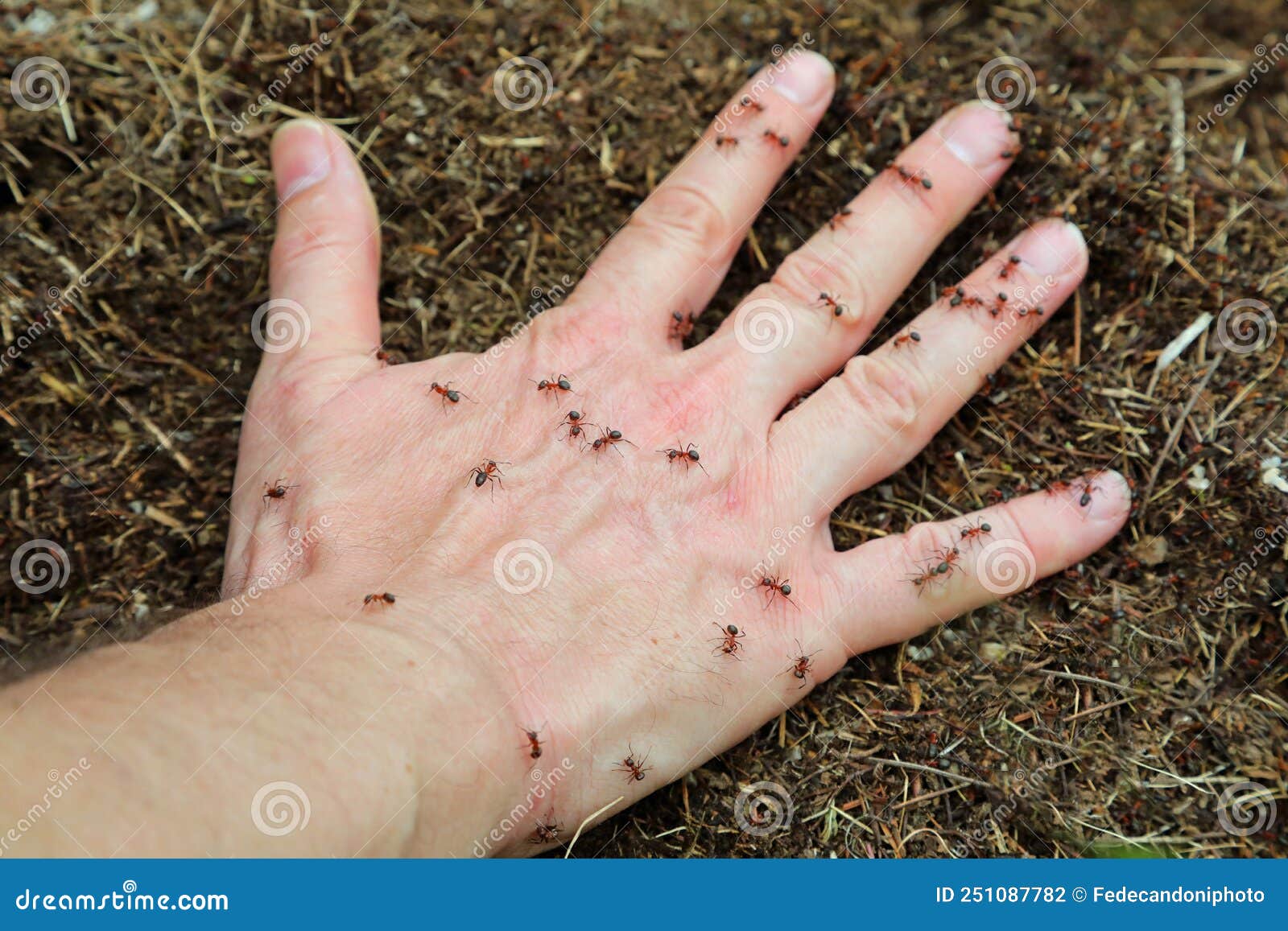 Hand of Man and Many Ants in the Anthill Stock Photo - Image of attack ...