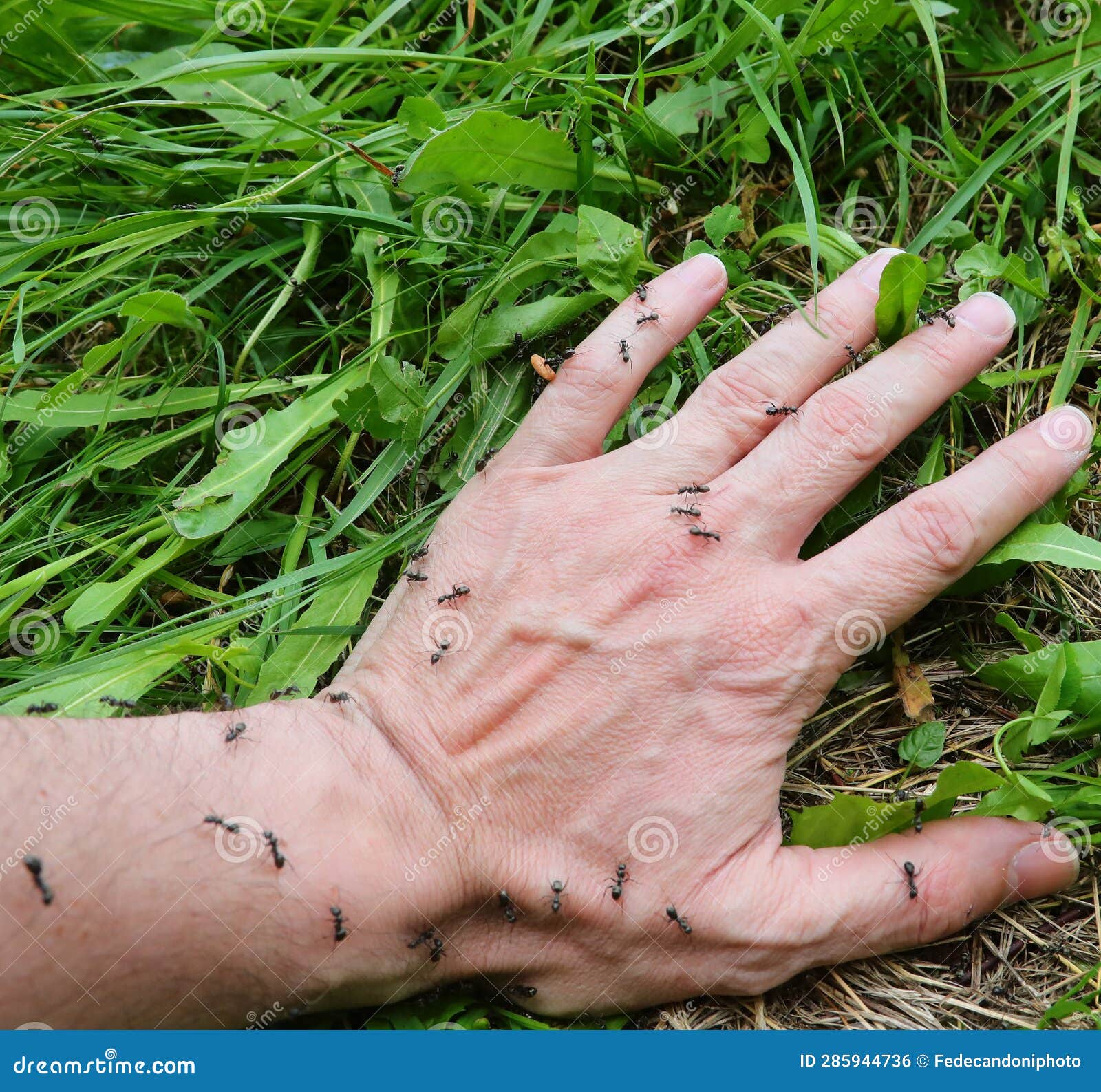 Hand of man with many ants stock photo. Image of needles - 285944736