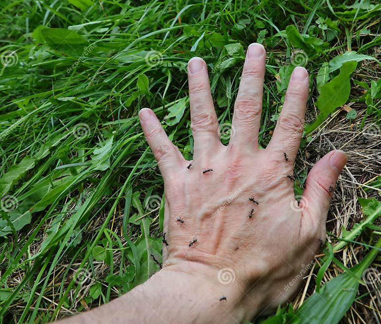 Hand of man with many ants stock photo. Image of fingers - 285944768