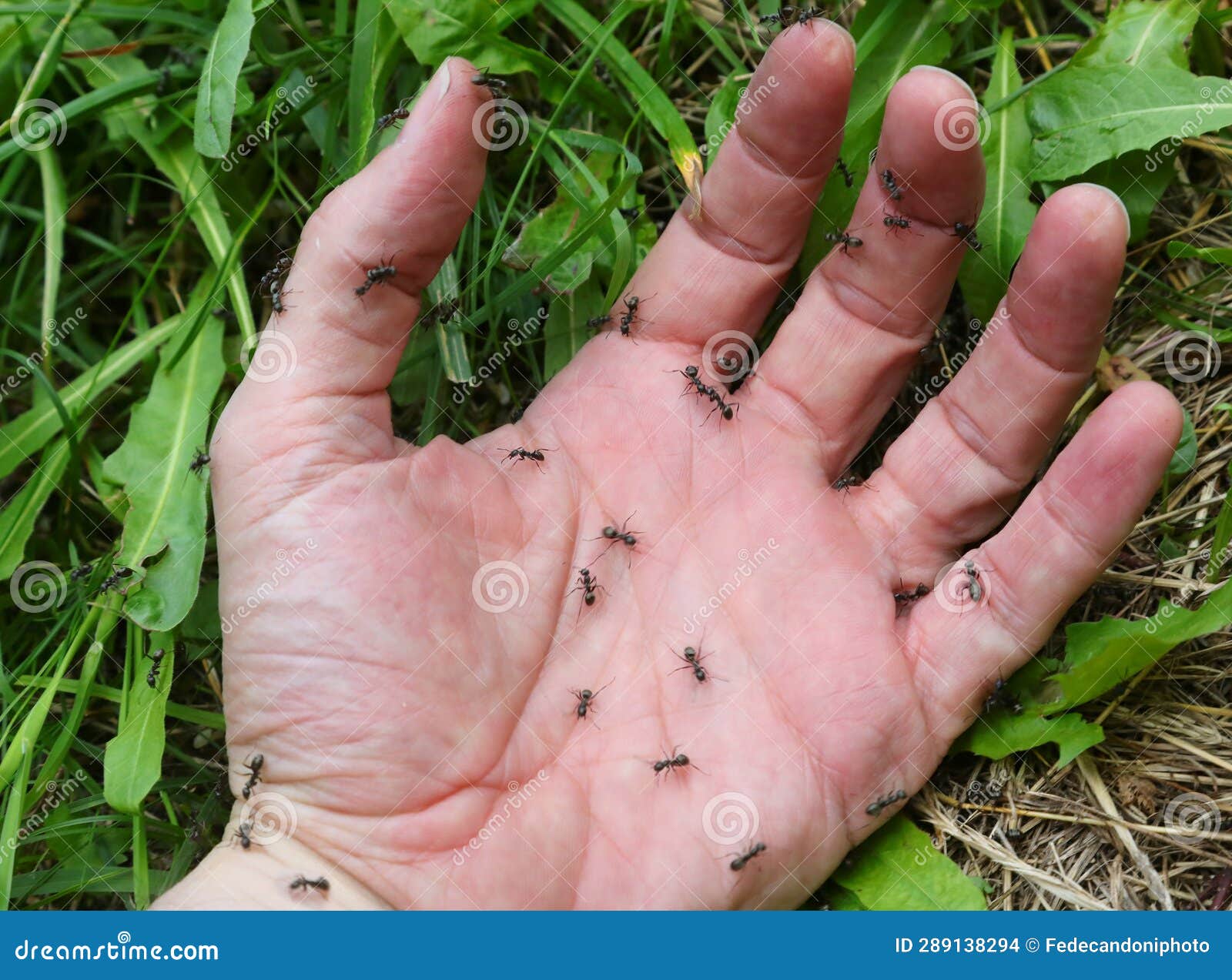 Hand of man with many ants stock photo. Image of ants - 289138294