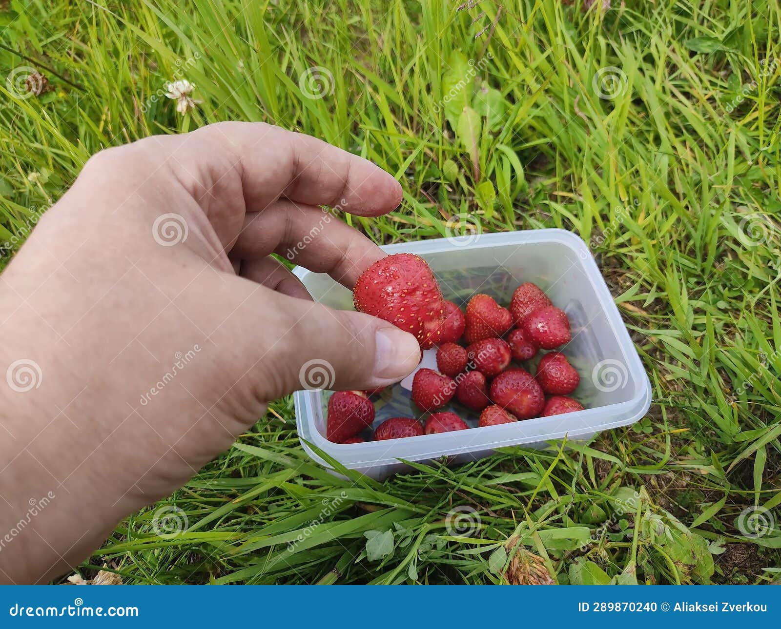 The Hand of a Man Picking Up a Ripe Red Strawberry Stock Photo - Image ...