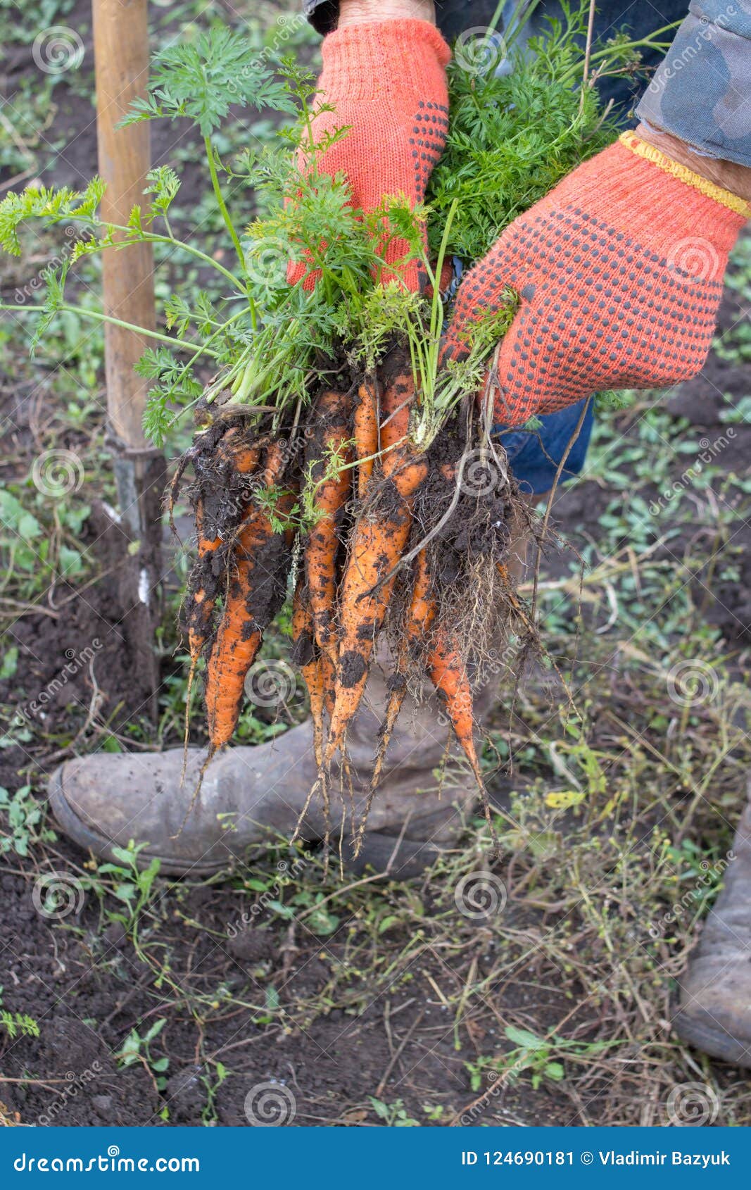 Hand of Man Pulling Grown Carrots,carrots Freshly Pulled Stock Image ...