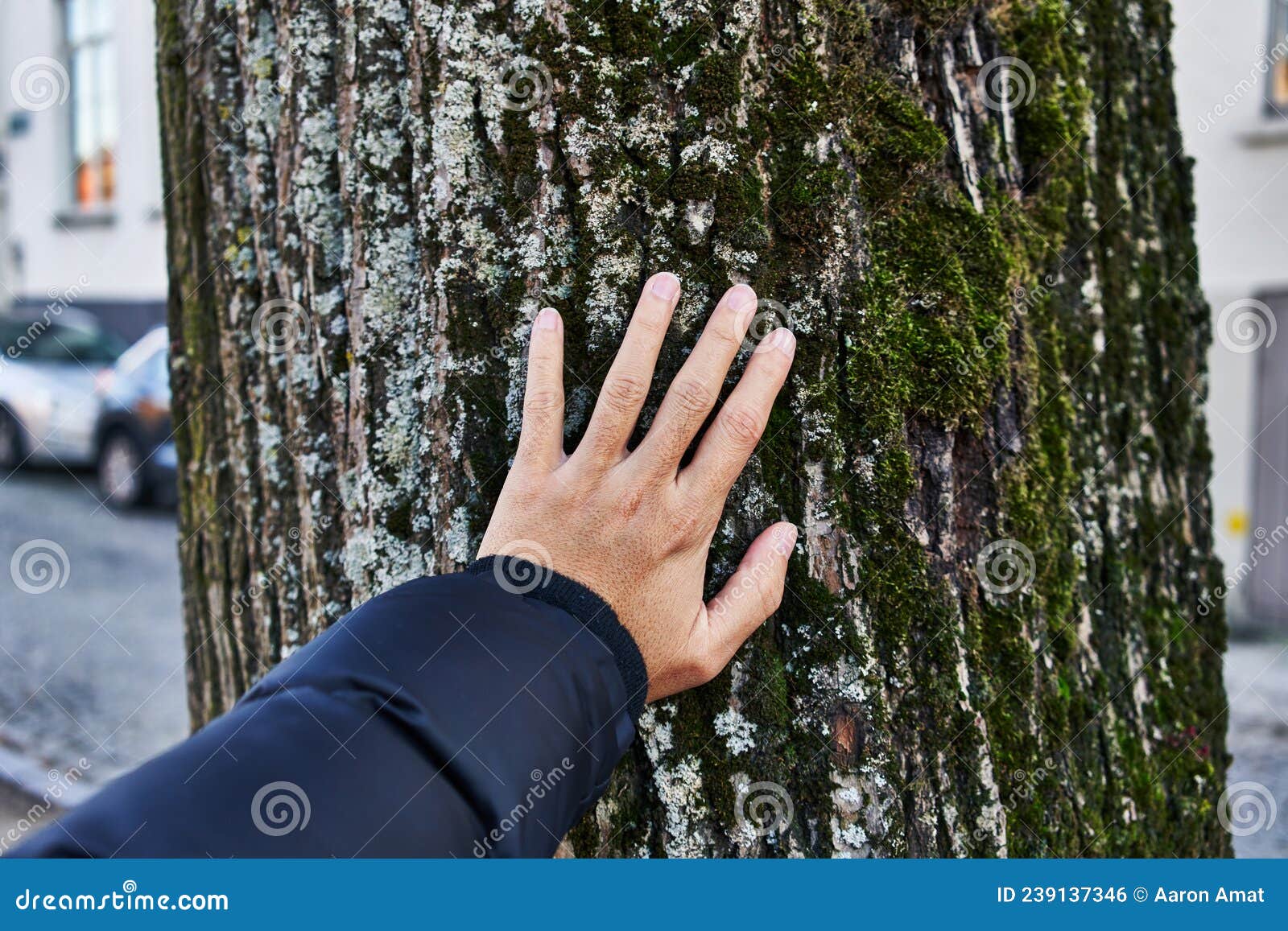 Hand of Man Touching Tree at Park Stock Photo - Image of people ...