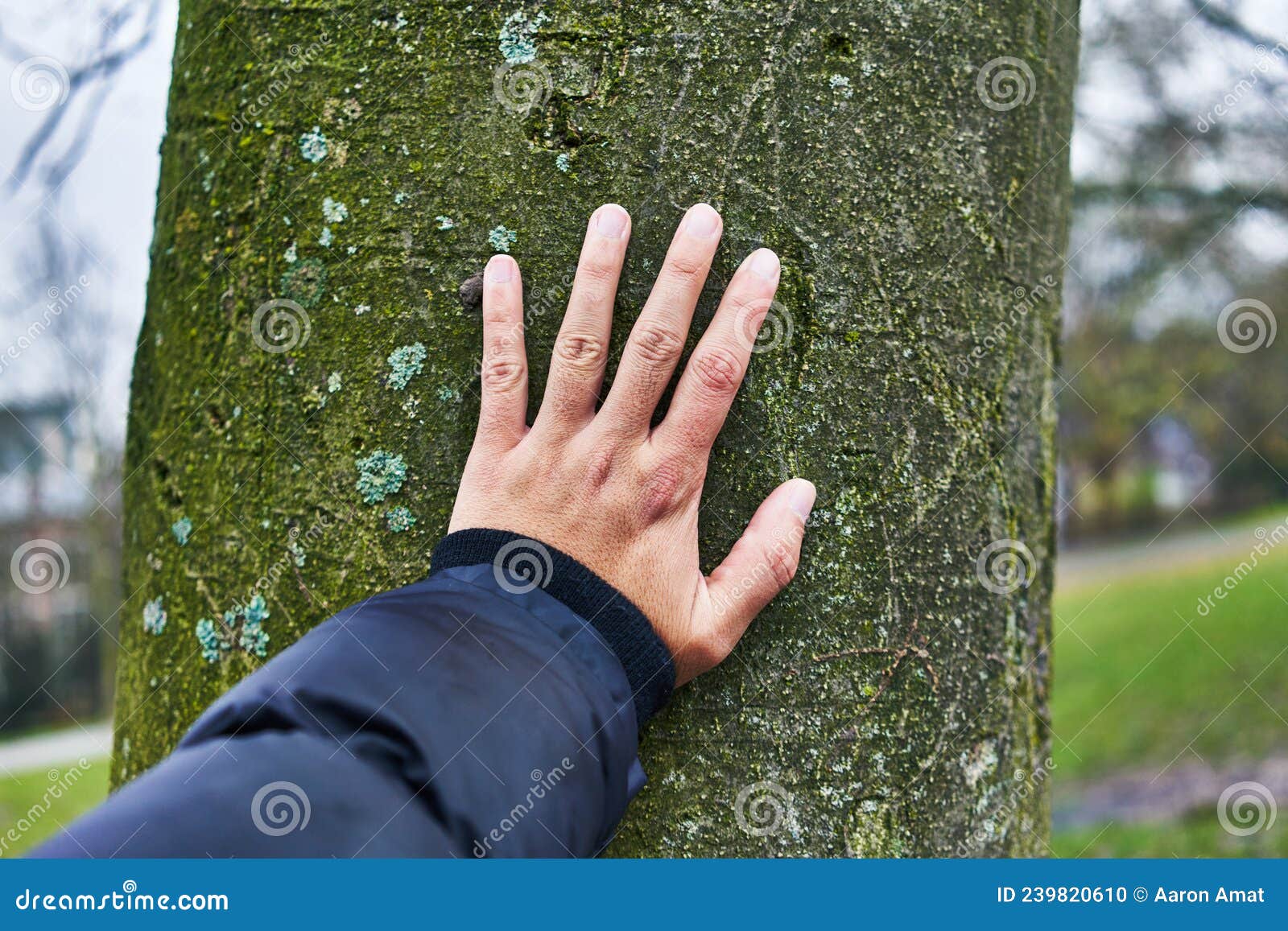 Hand of Man Touching Tree at Park Stock Photo - Image of grass, ecology ...