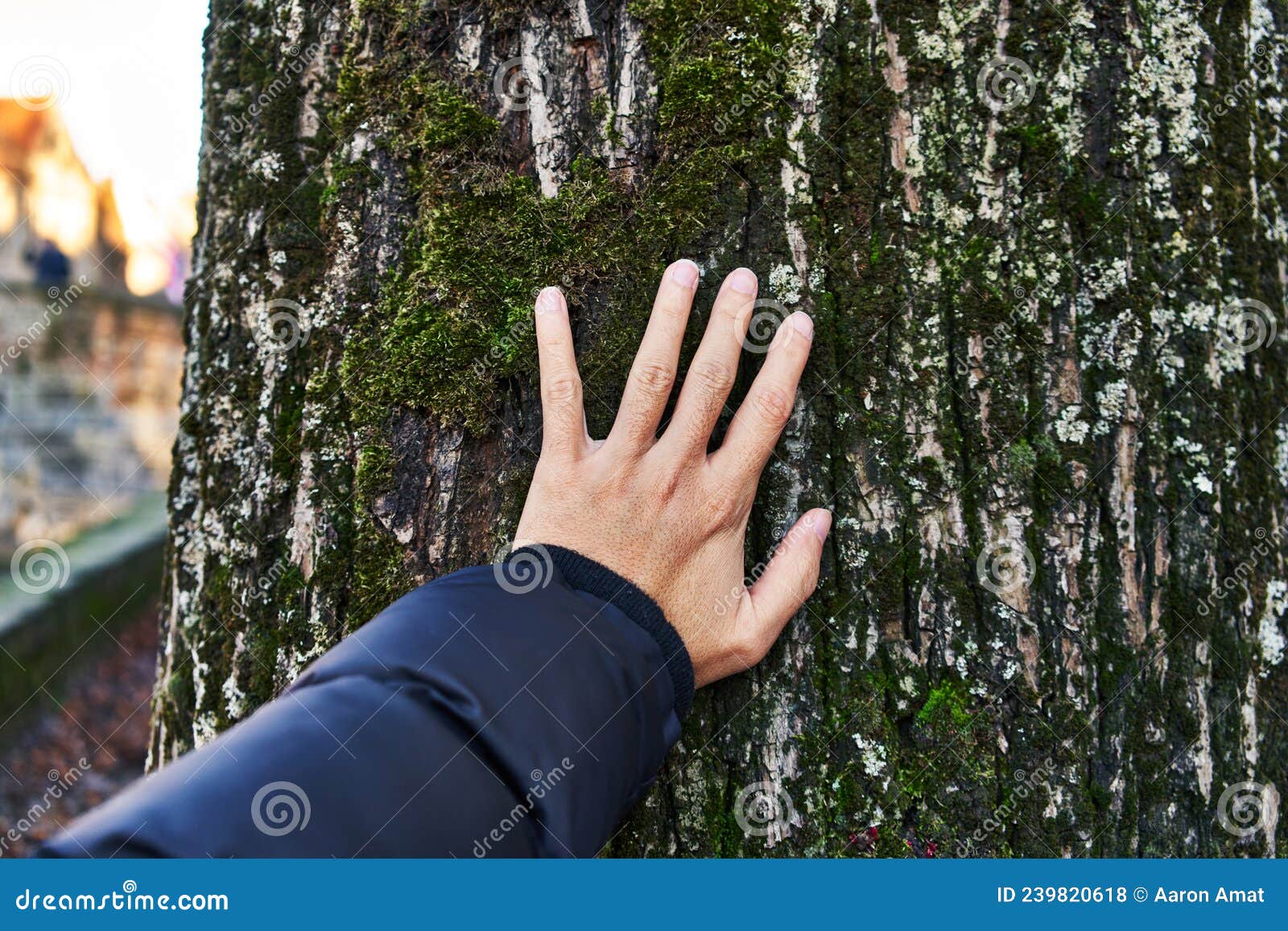 Hand of Man Touching Tree at Park Stock Photo - Image of care, touching ...