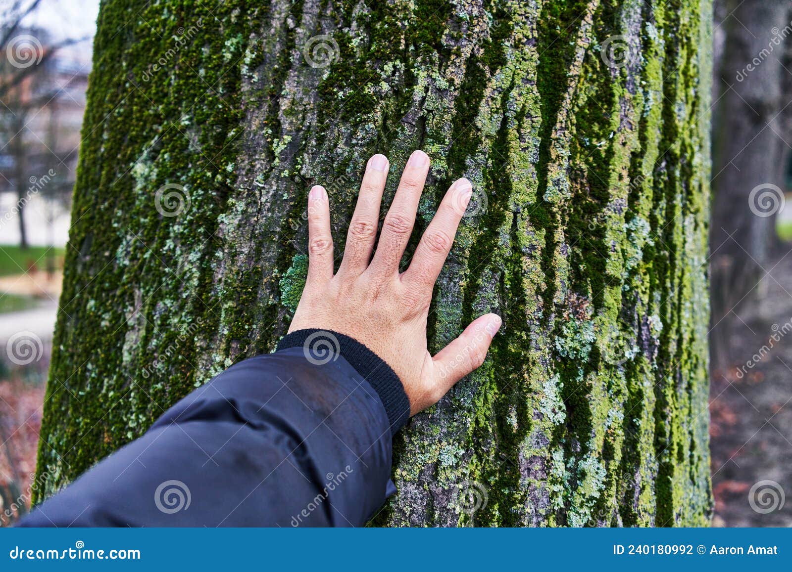 Hand of Man Touching Tree at Park Stock Photo - Image of protection ...