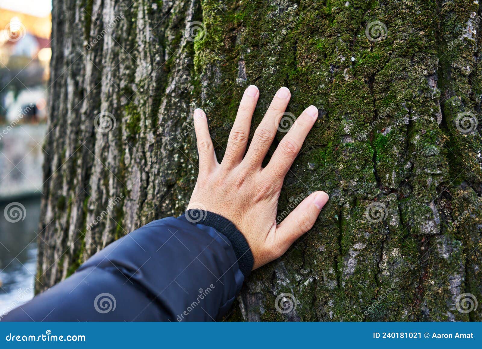 Hand of Man Touching Tree at Park Stock Image - Image of outdoor ...