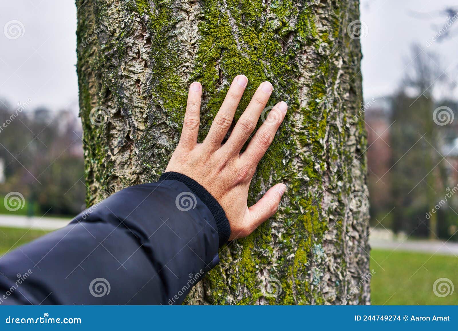 Hand of Man Touching Tree at Park Stock Photo - Image of garden, hand ...
