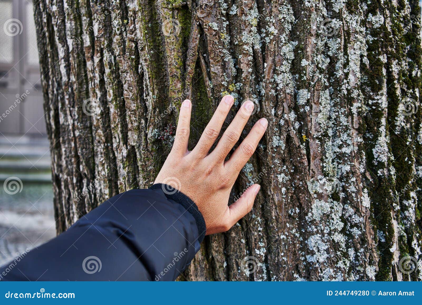 Hand of Man Touching Tree at Park Stock Photo - Image of conservation ...