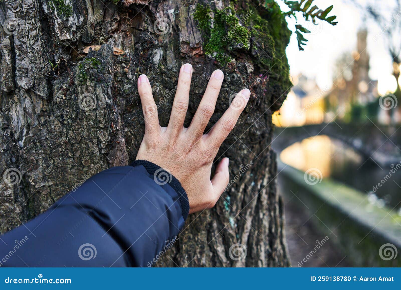 Hand of Man Touching Tree at Park Stock Photo - Image of natural, grass ...