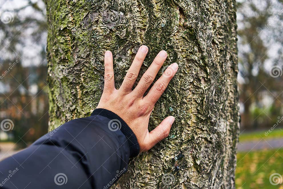 Hand of Man Touching Tree at Park Stock Image - Image of tree, natural ...