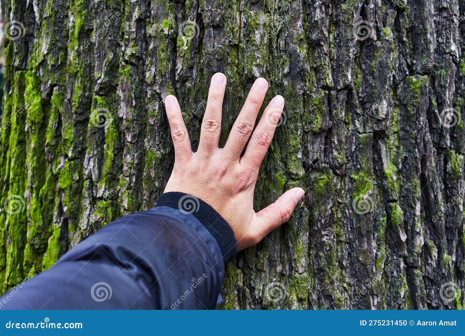 Hand of Man Touching Tree at Park Stock Photo - Image of outdoor ...