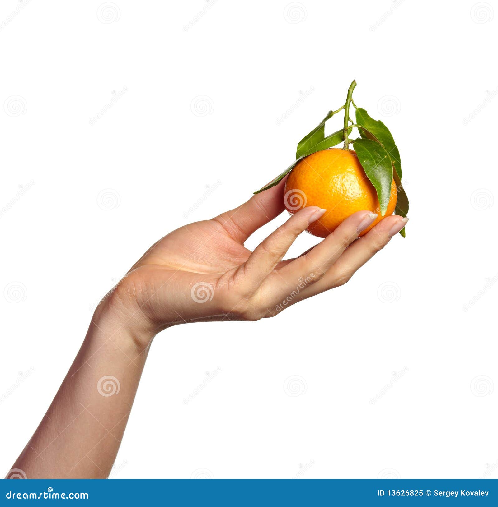 Hand with Mandarin Orange stock image. Image of stalk - 13626825
