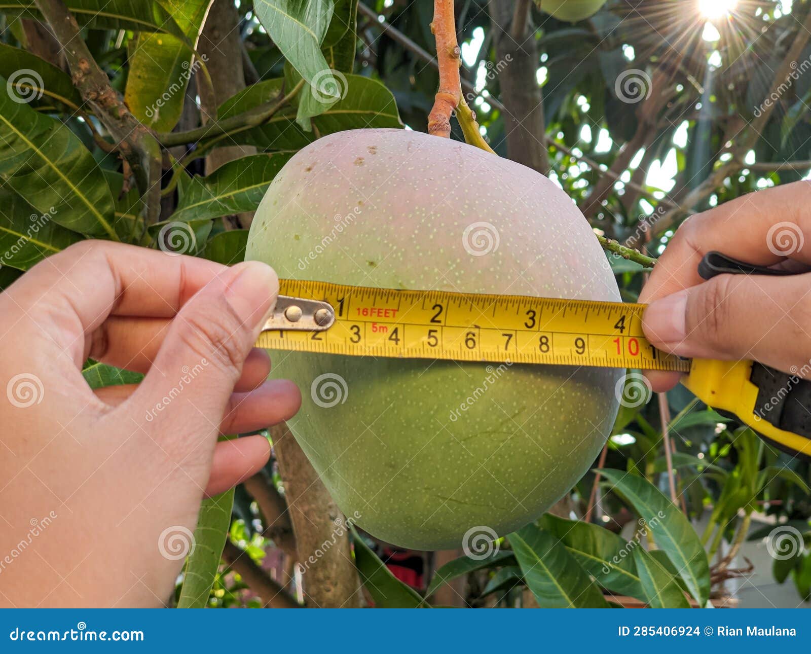Hand is Measuring Mangoes in the Garden. Check the Goodness and Size of ...