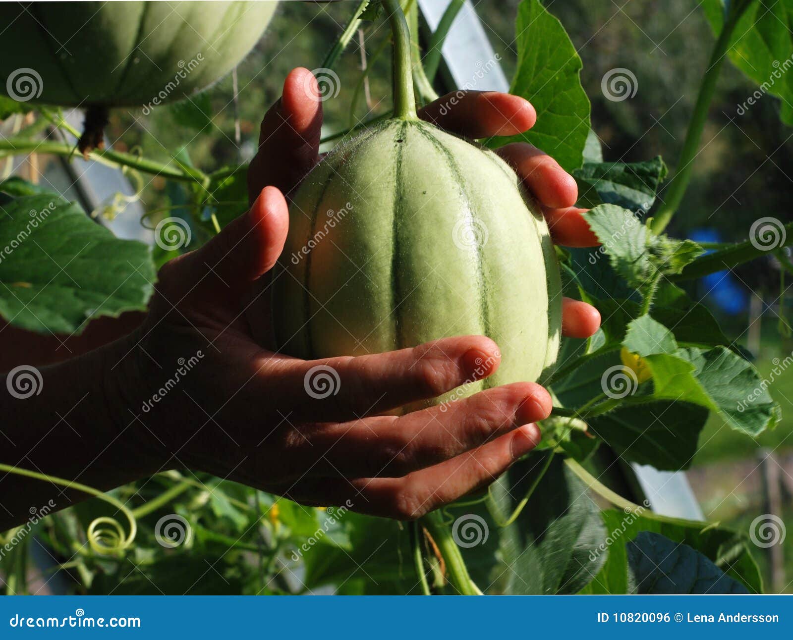 Hand and melon stock photo. Image of grow, gardening - 10820096