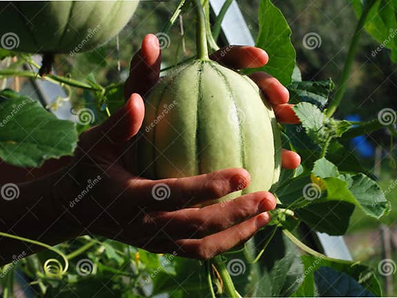 Hand and melon stock photo. Image of grow, gardening - 10820096