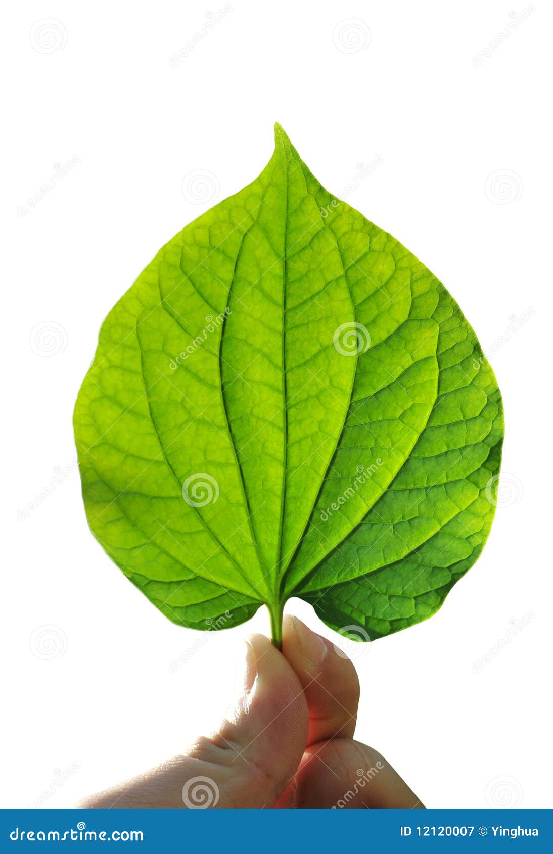 Hand met blad stock afbeelding. Image of begrip, behoud - 12120007