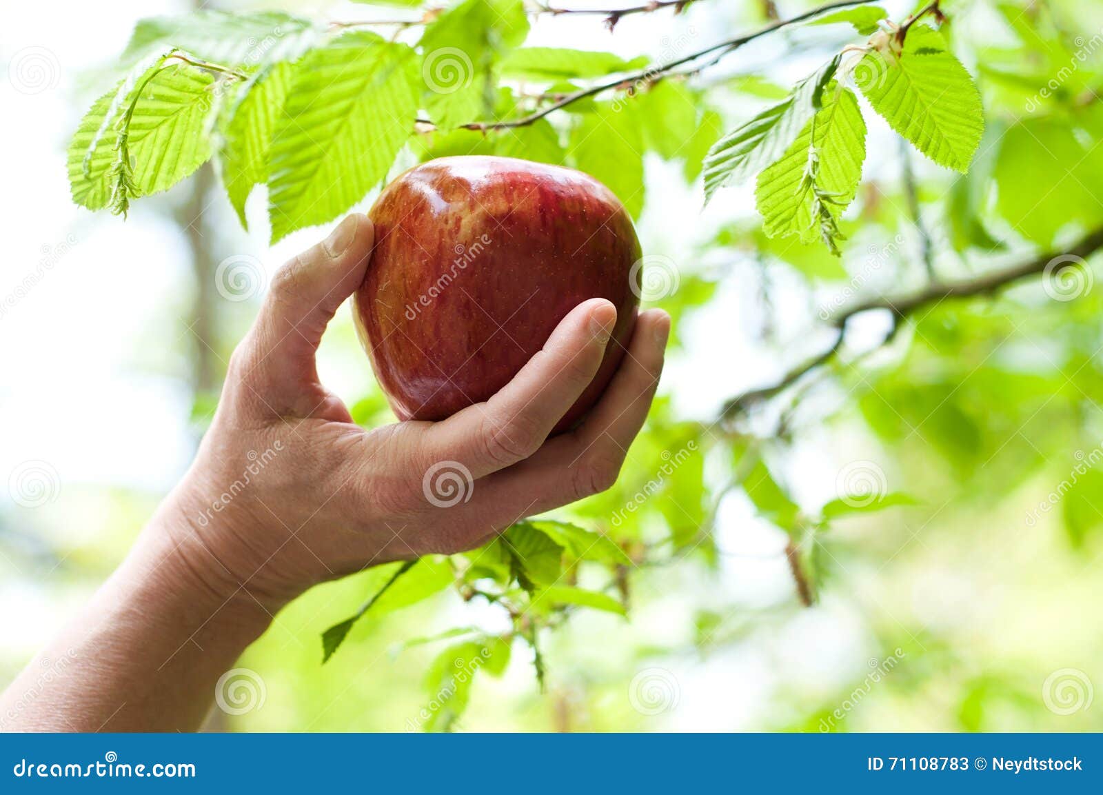 Hand Met Rode Appel in Boom Stock Afbeelding - Image of oogst, boom ...