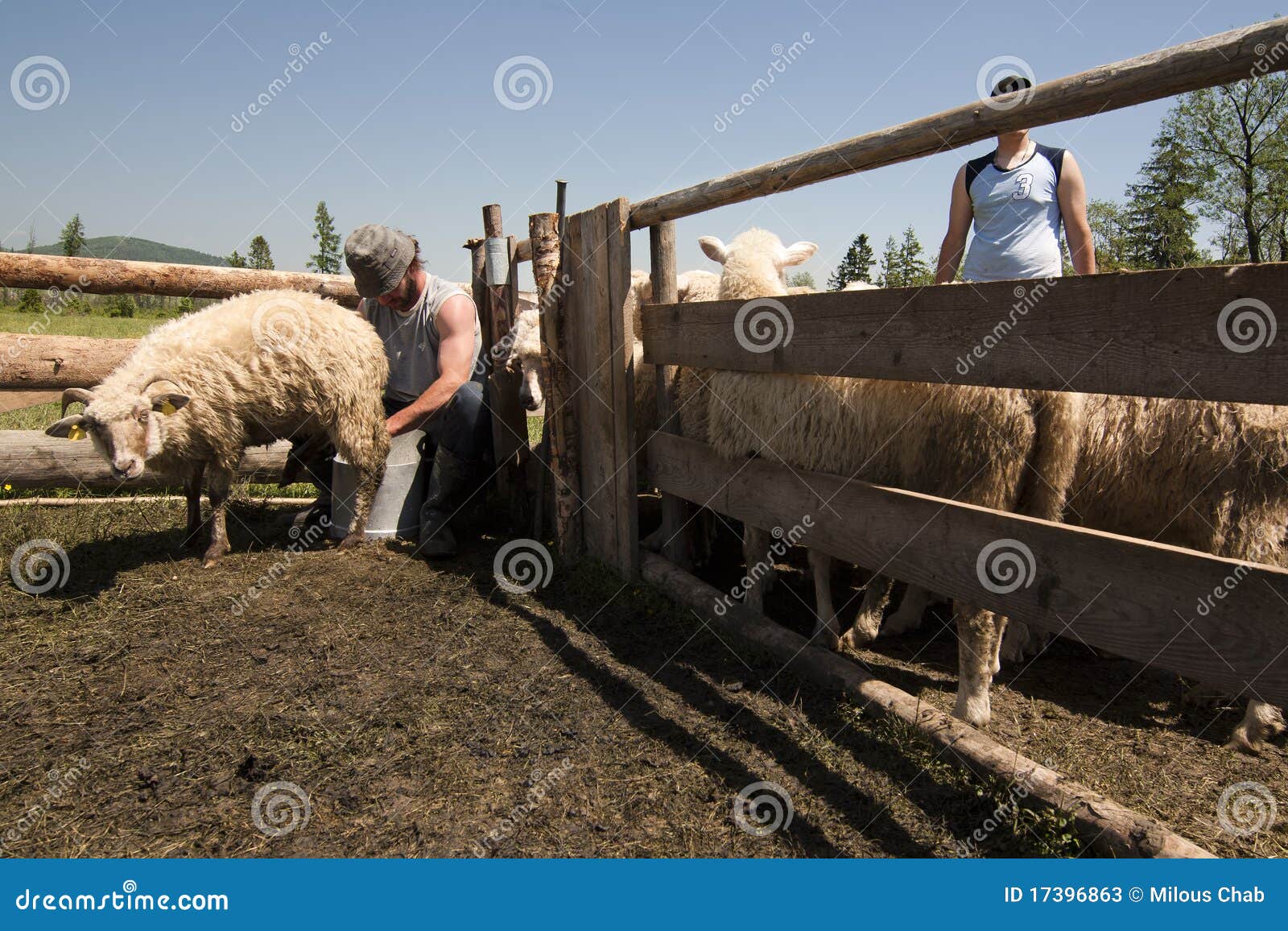 Hand milking a sheep editorial stock photo. Image of female - 17396863