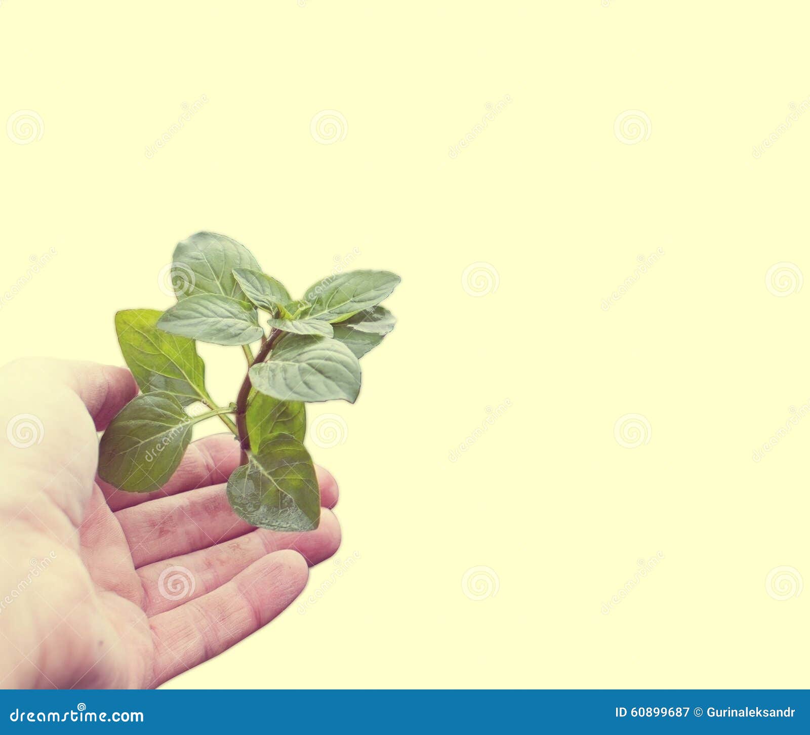 Hand and mint stock image. Image of palm, hand, freshness - 60899687